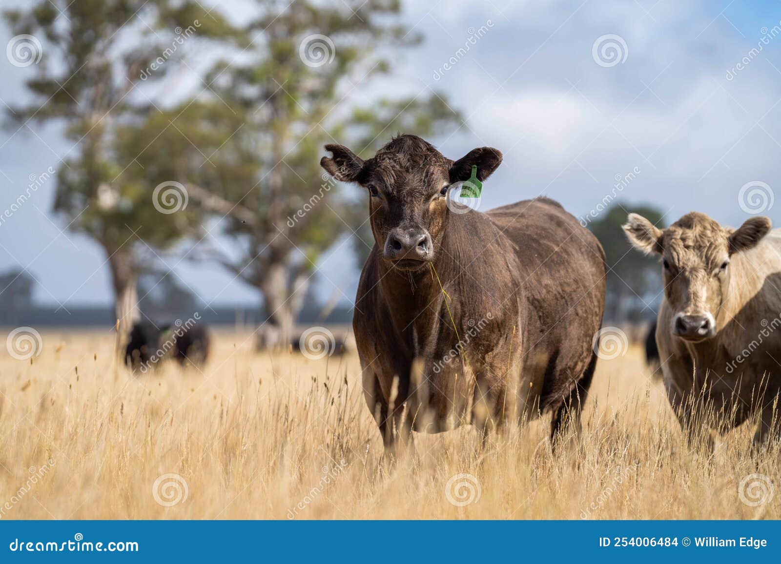 Cows Grazing on Dry Pasture in a Drought, in Australia Stock Photo ...