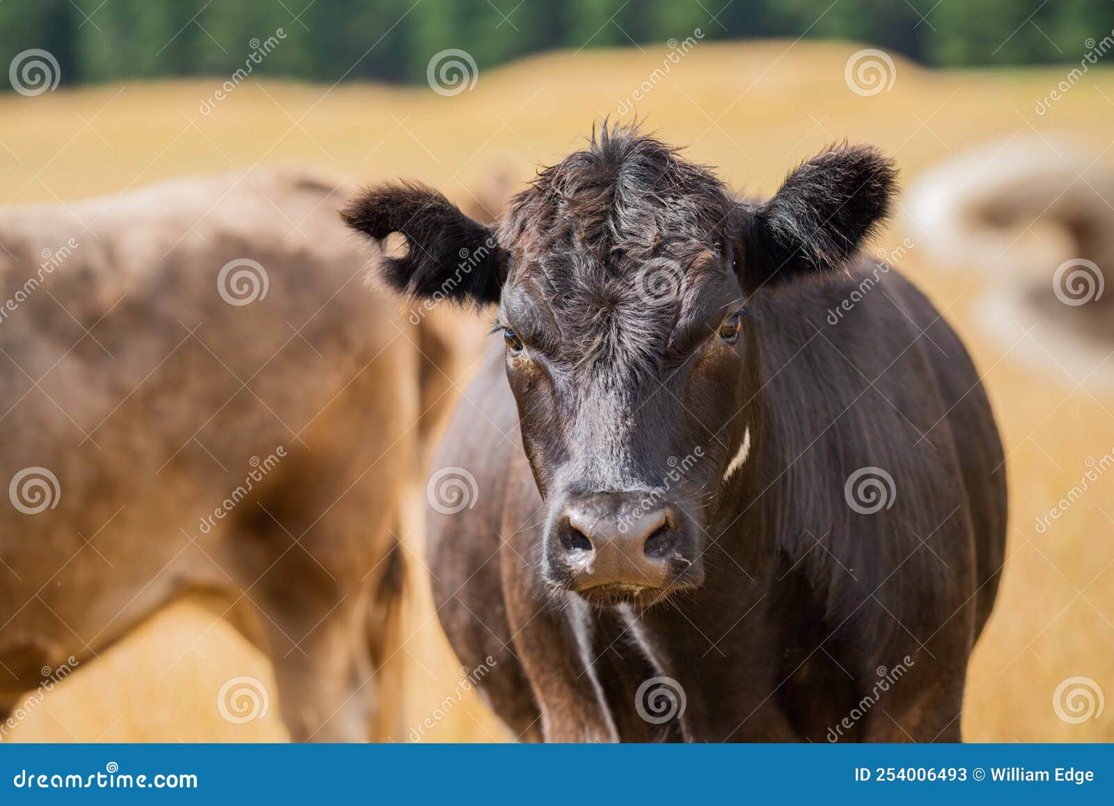 Cows Grazing on Dry Pasture in a Drought, in Australia Stock Image ...