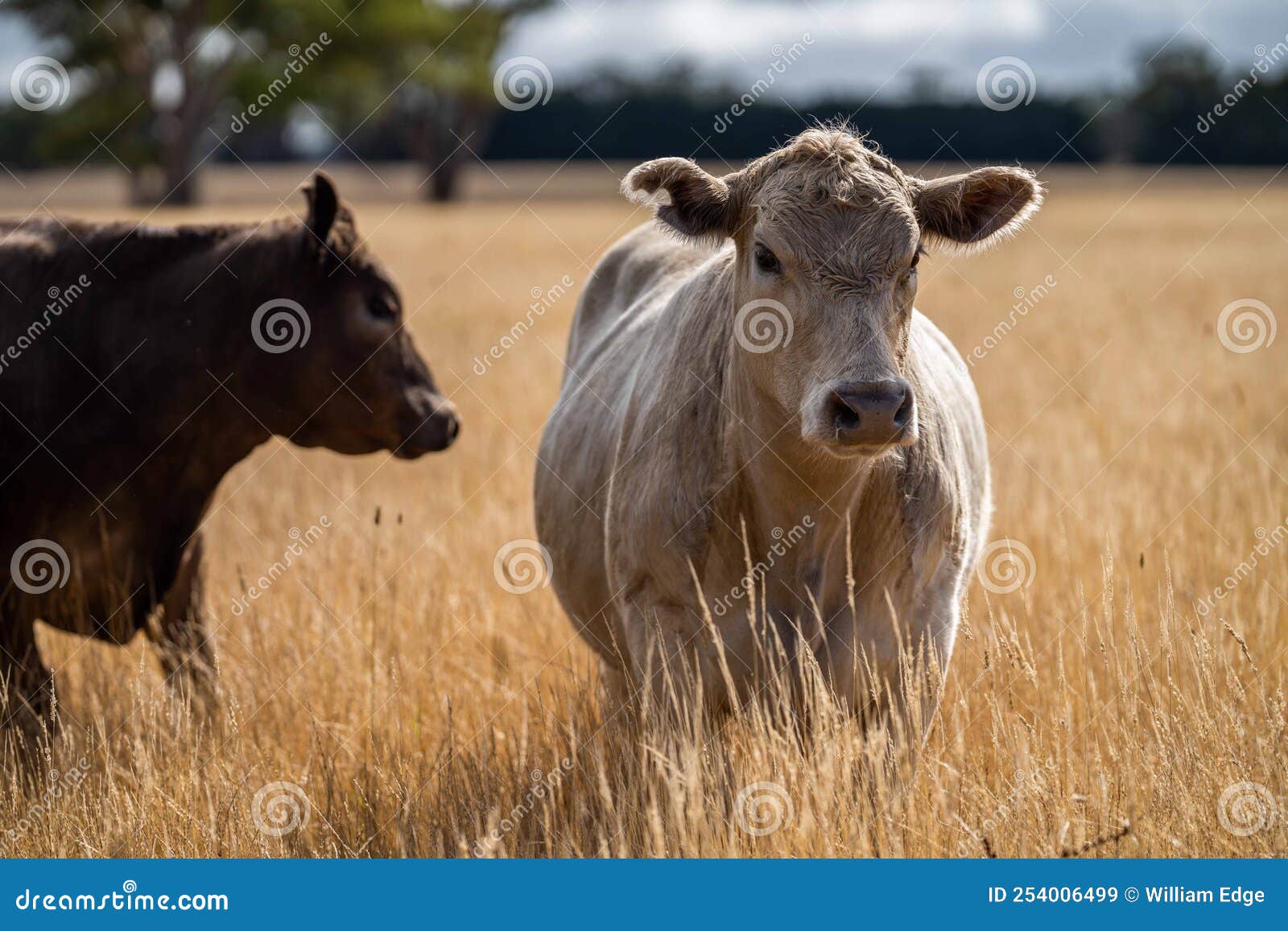 Cows Grazing on Dry Pasture in a Drought, in Australia Stock Image ...