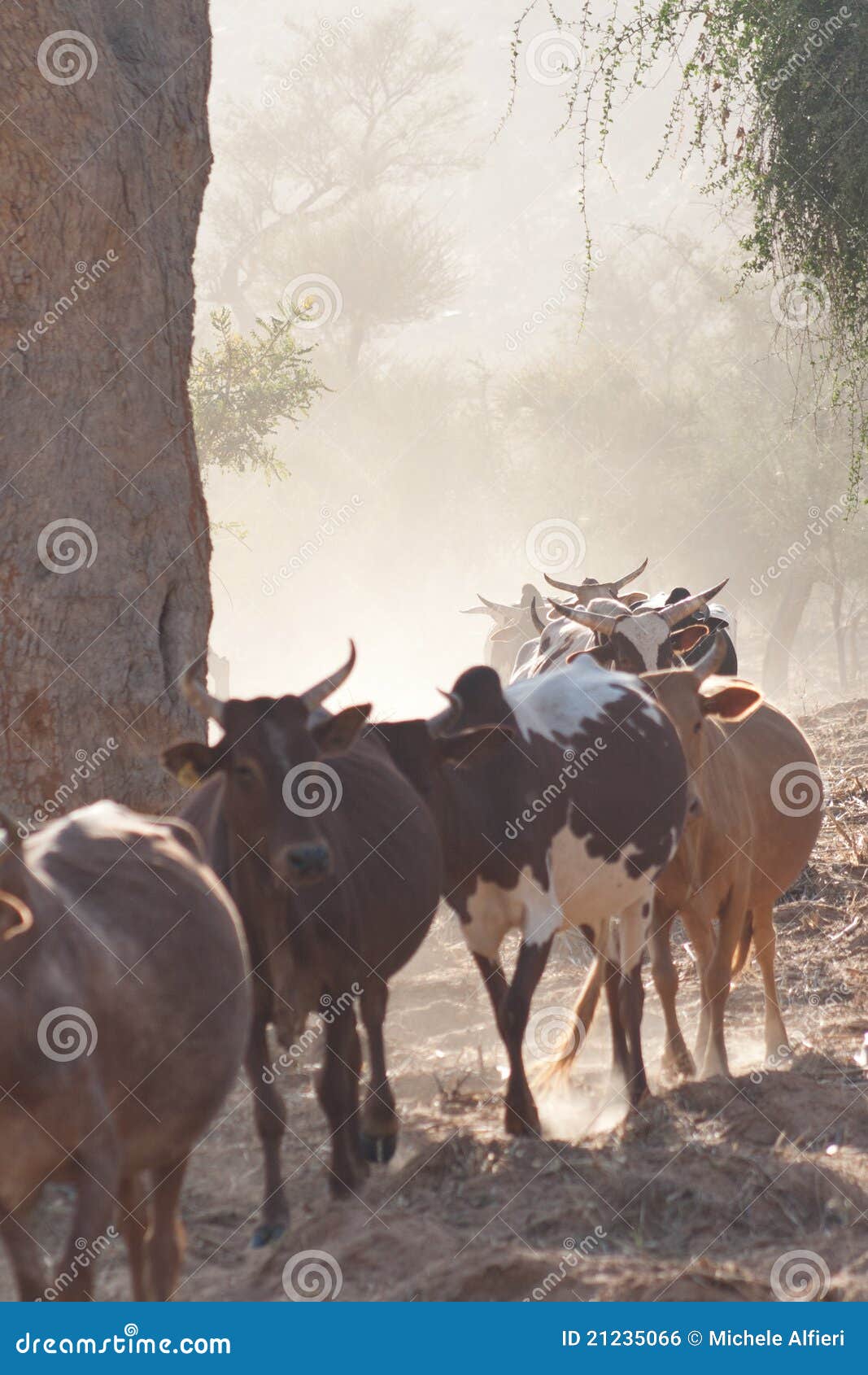 Cows grazing in the dust. stock photo. Image of bull - 21235066