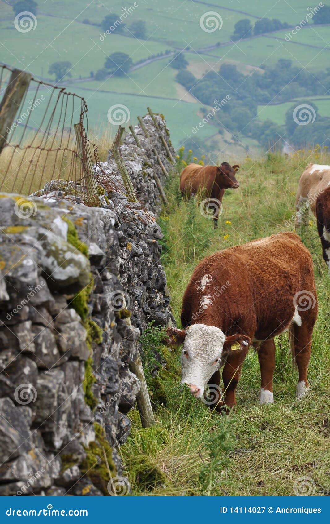 Cows Grazing in English Countryside Stock Image - Image of ecosystem ...