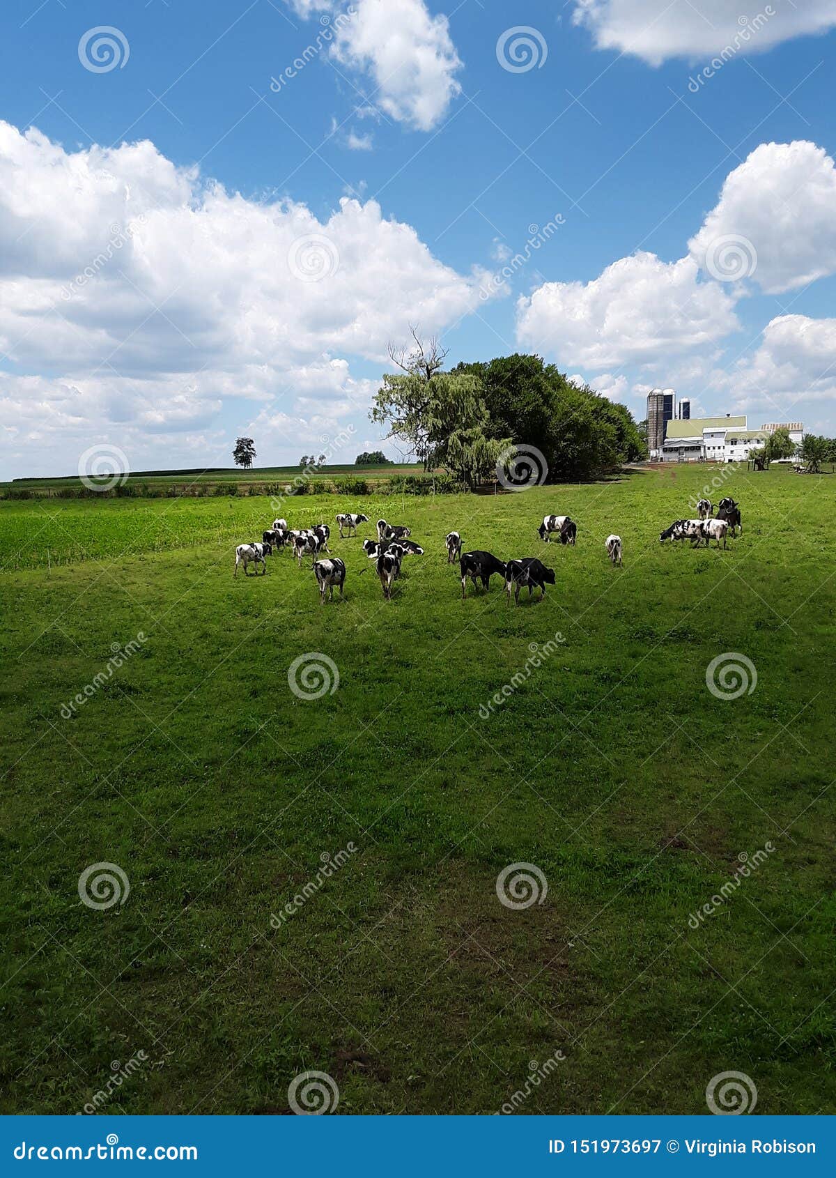 Cows Grazing in a Feild stock image. Image of clouds - 151973697