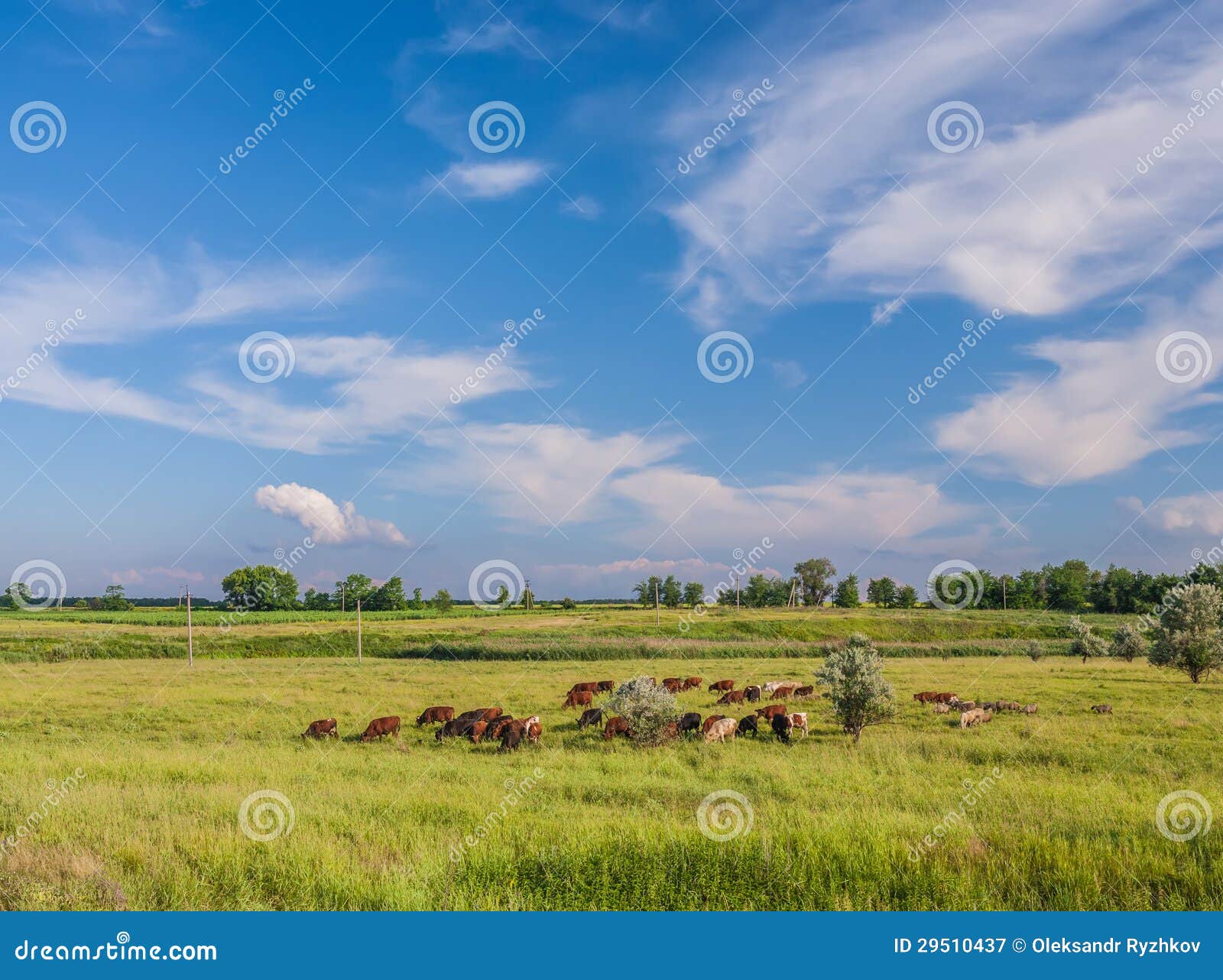 Cows grazing in field stock image. Image of beef, holland - 29510437