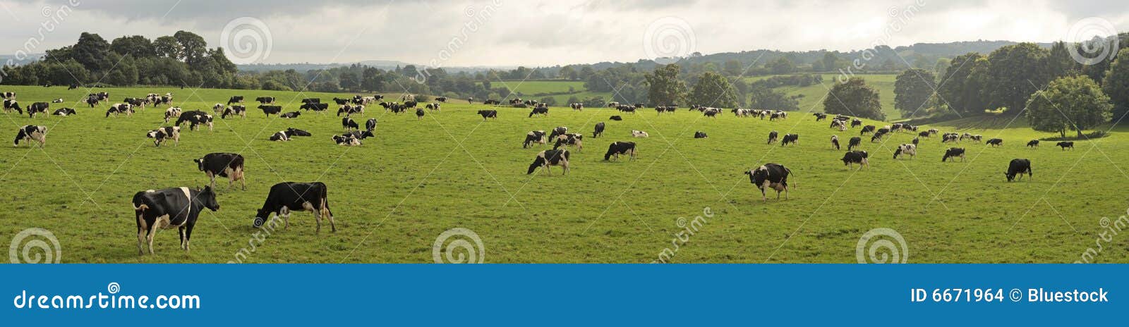 Cows grazing in field stock photo. Image of field, meat - 6671964