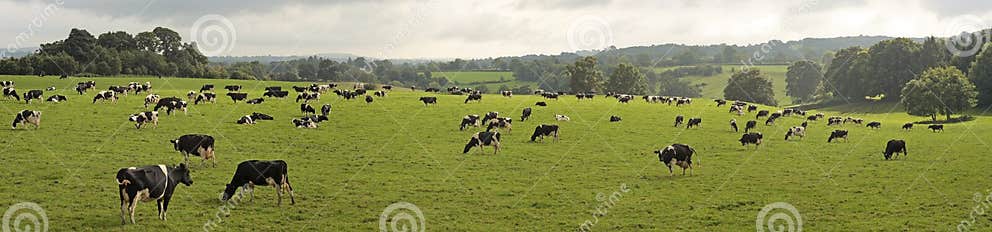 Cows grazing in field stock photo. Image of field, meat - 6671964