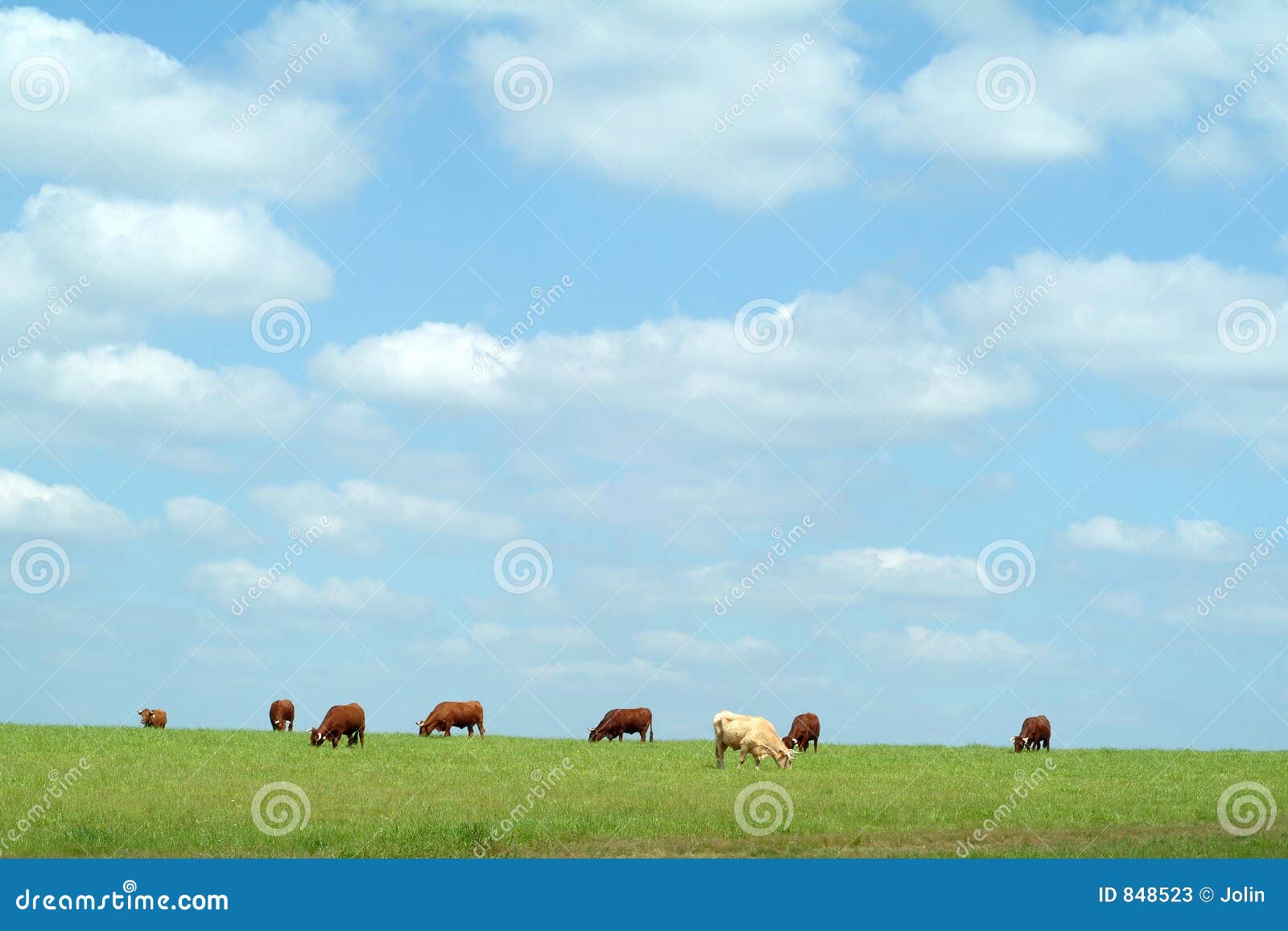 Cows grazing in the field stock image. Image of cows, farm - 848523