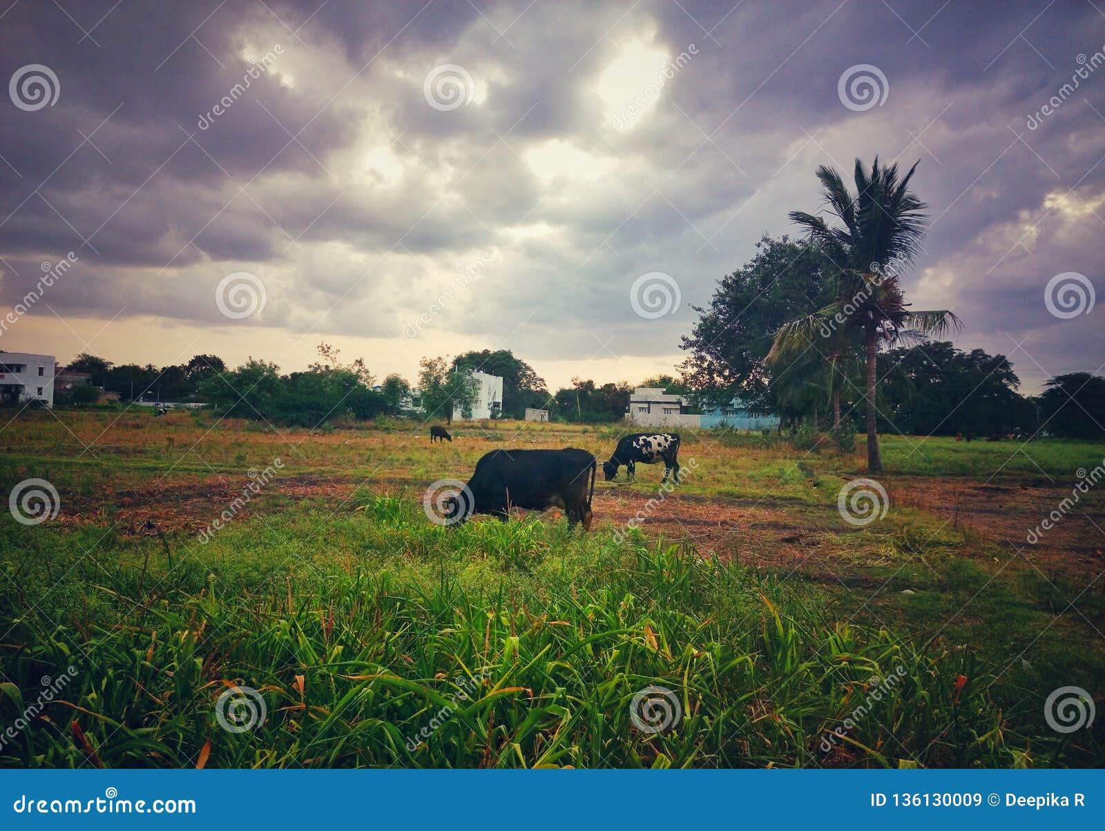 Countryside of India stock image. Image of field, countryside - 136130009
