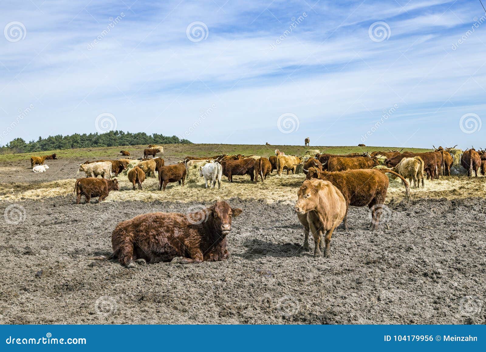 Cows grazing at the field stock photo. Image of holstein - 104179956