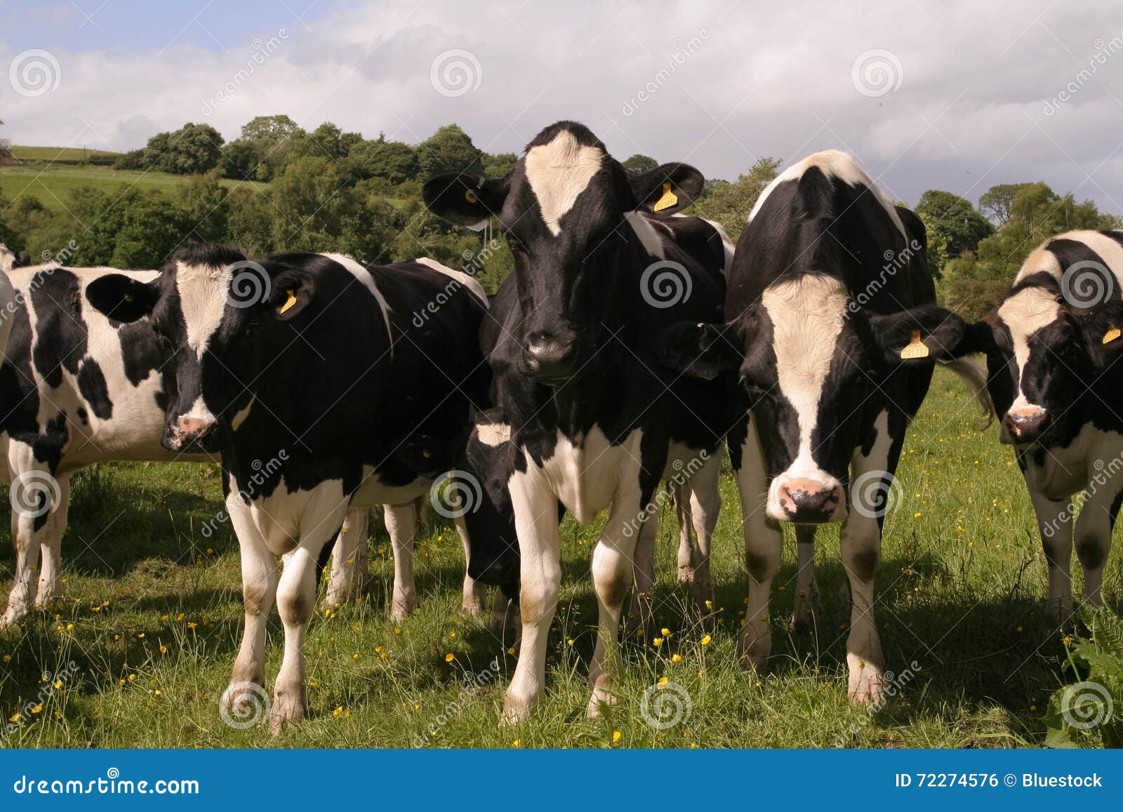 Cows grazing in field stock photo. Image of grass, feeding - 72274576