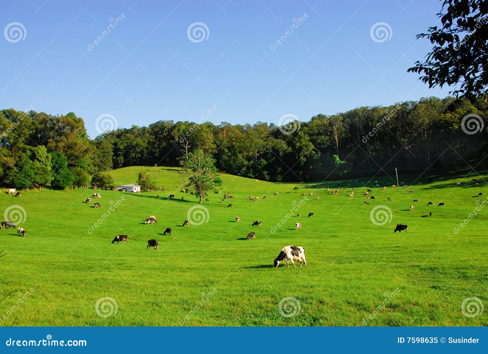 Cows Grazing in a Field of Grass Stock Image - Image of pasture ...