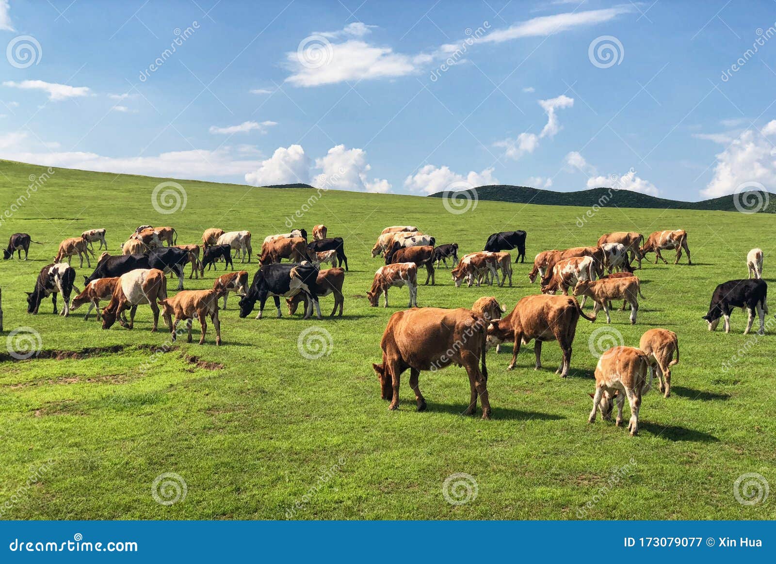 Cows grazing in the field stock image. Image of natural - 173079077