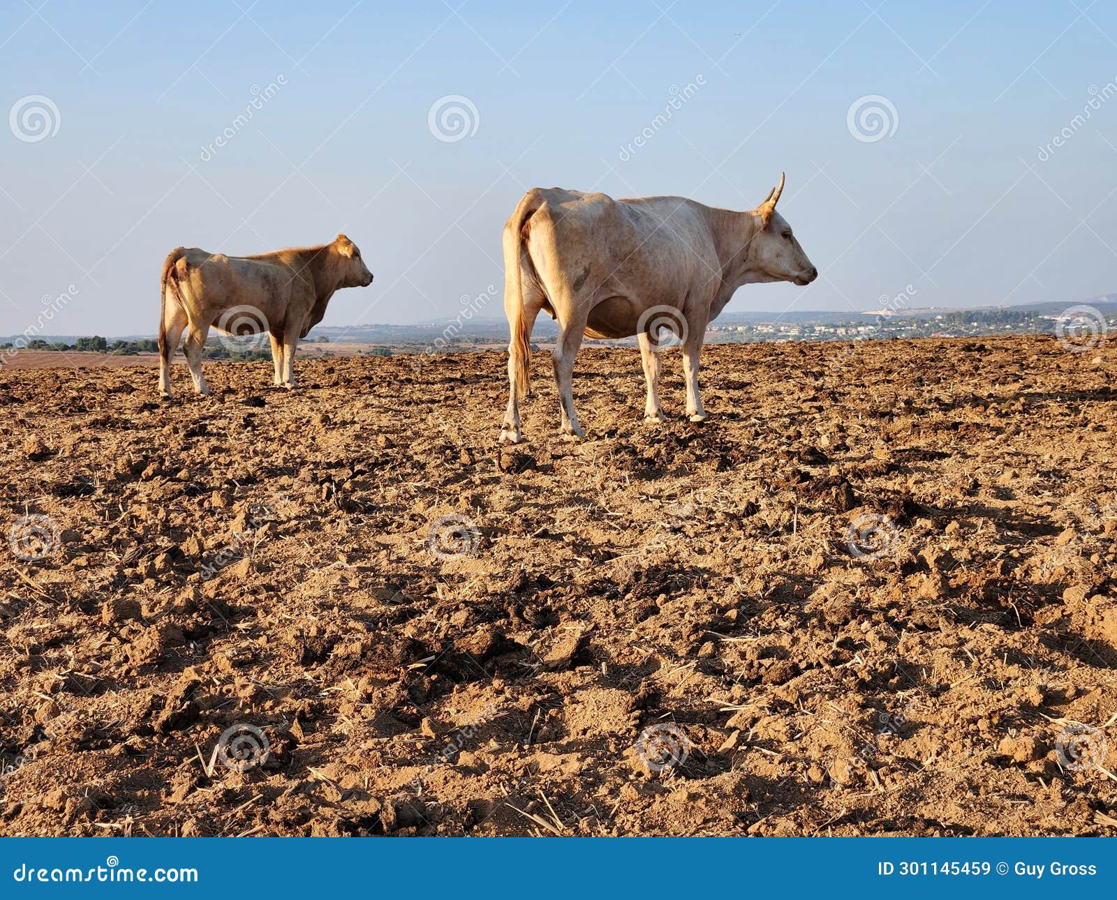 Cows Grazing on a Field in Israel Stock Image - Image of landscape ...