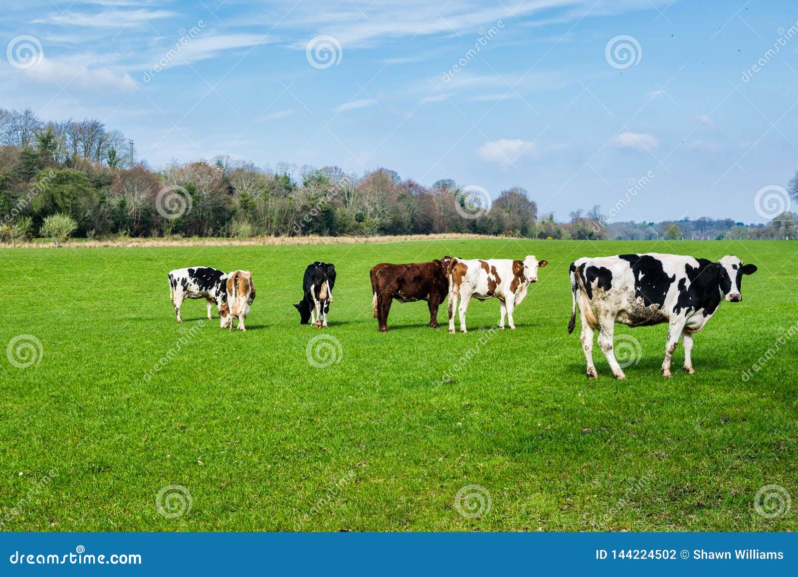 Field With Cows Stock Photo | CartoonDealer.com #72999990