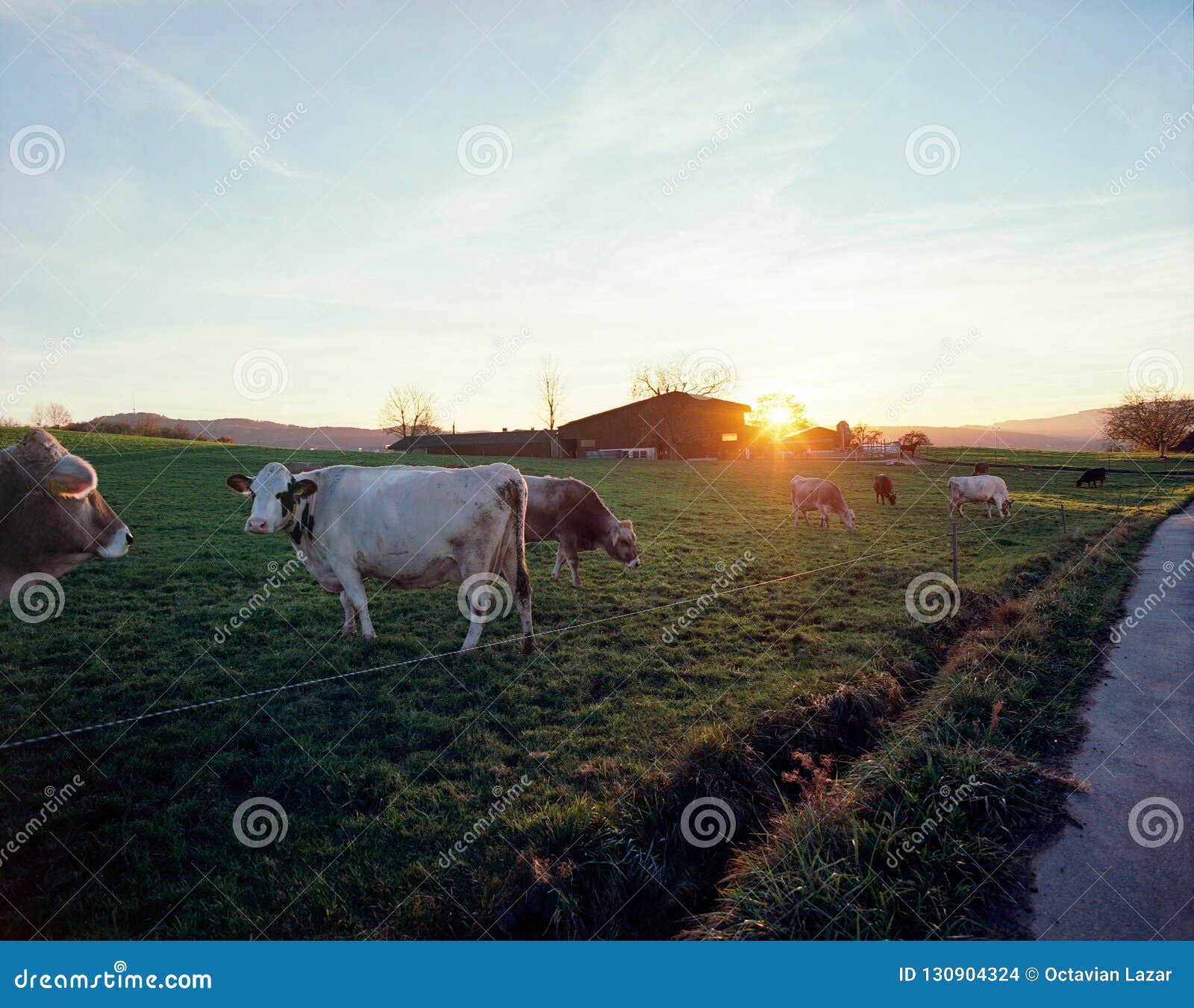 Cows grazing on a field stock photo. Image of farming - 130904324