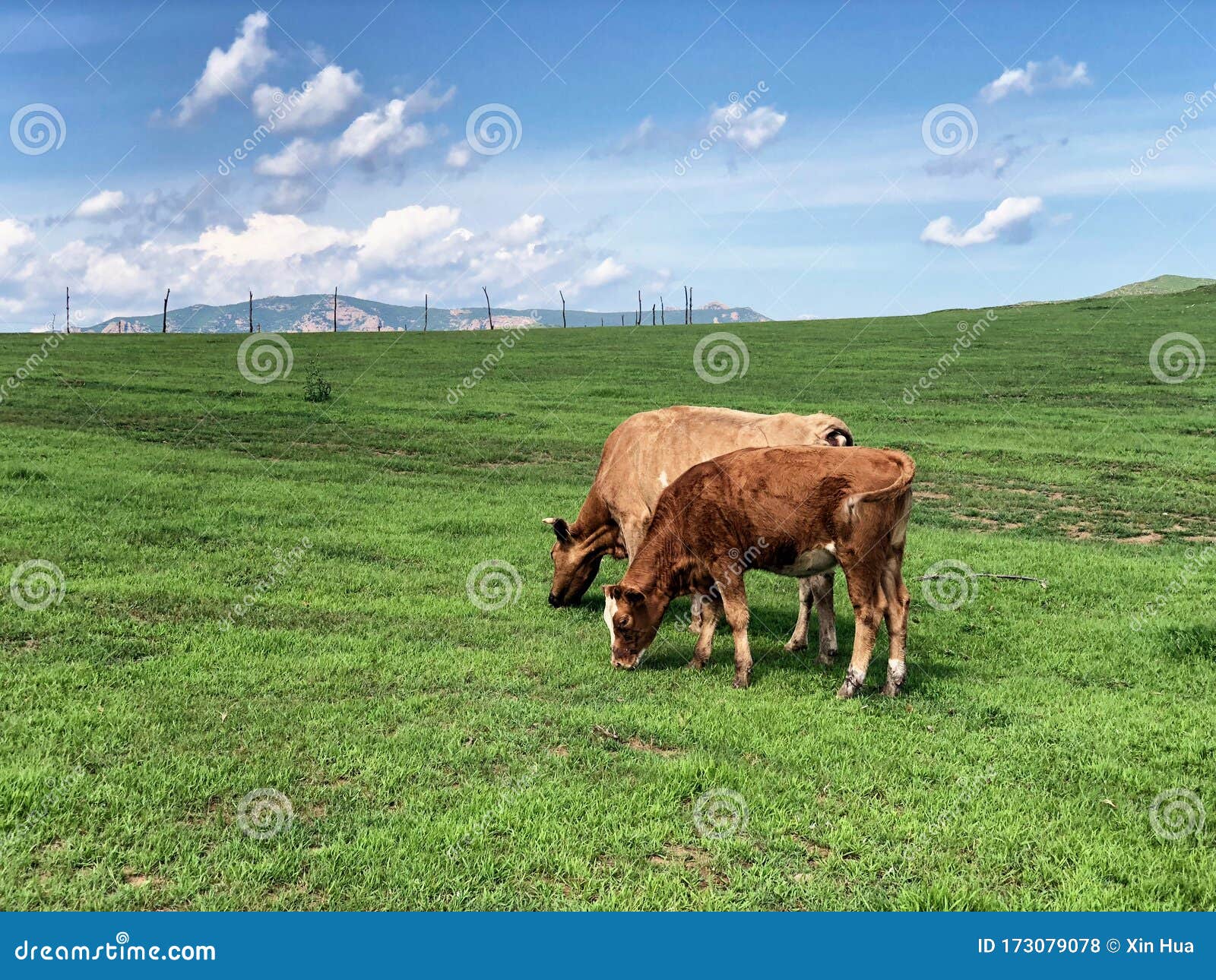 Cows grazing in the field stock photo. Image of graze - 173079078