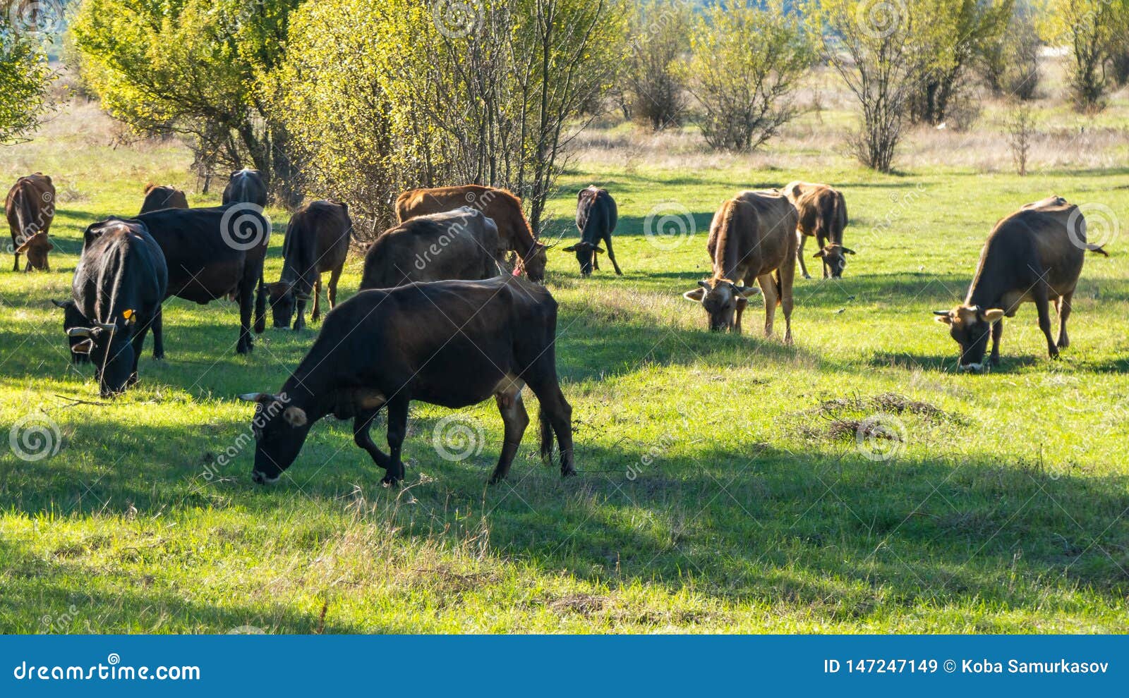 Cows Grazing on a Fresh Green Pasture Stock Image - Image of meadow ...