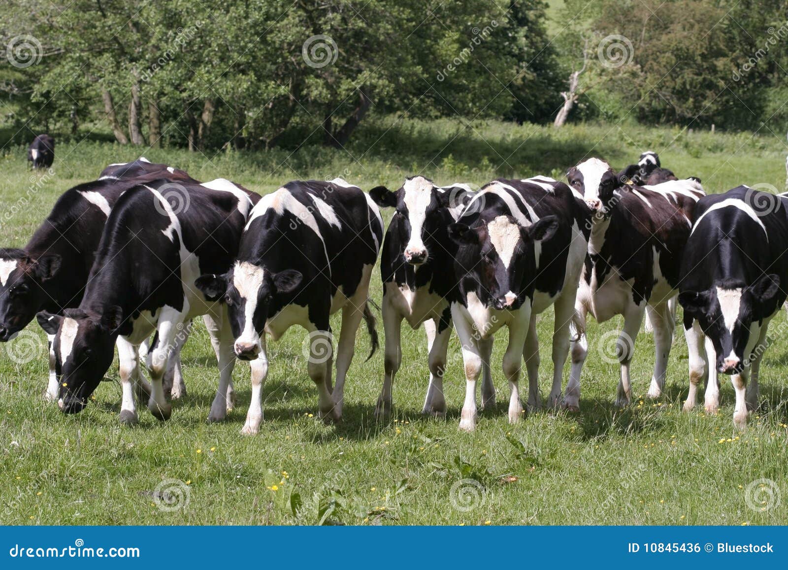 Cows Grazing in Fresh Pastures Stock Photo - Image of meat, milk: 10845436