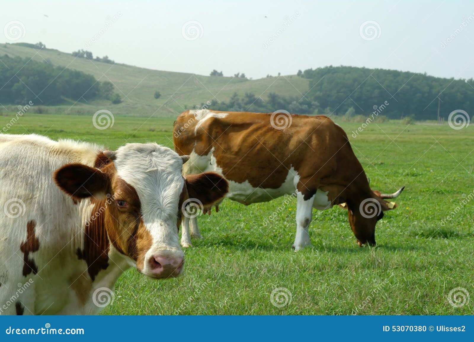 Cows Grazing in Fresh Pastures Stock Photo - Image of alone, beef: 53070380