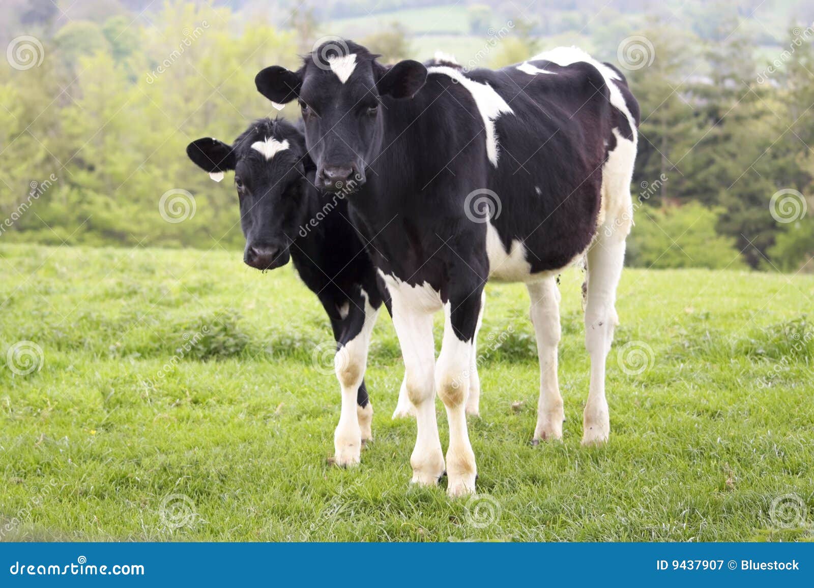 Cows Grazing in Fresh Pastures Stock Image - Image of bovine, healthy ...