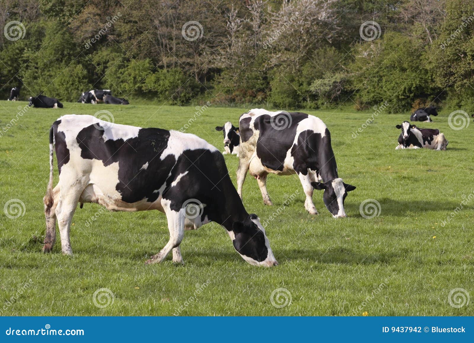 Cows Grazing in Fresh Pastures Stock Photo - Image of food, healthy ...