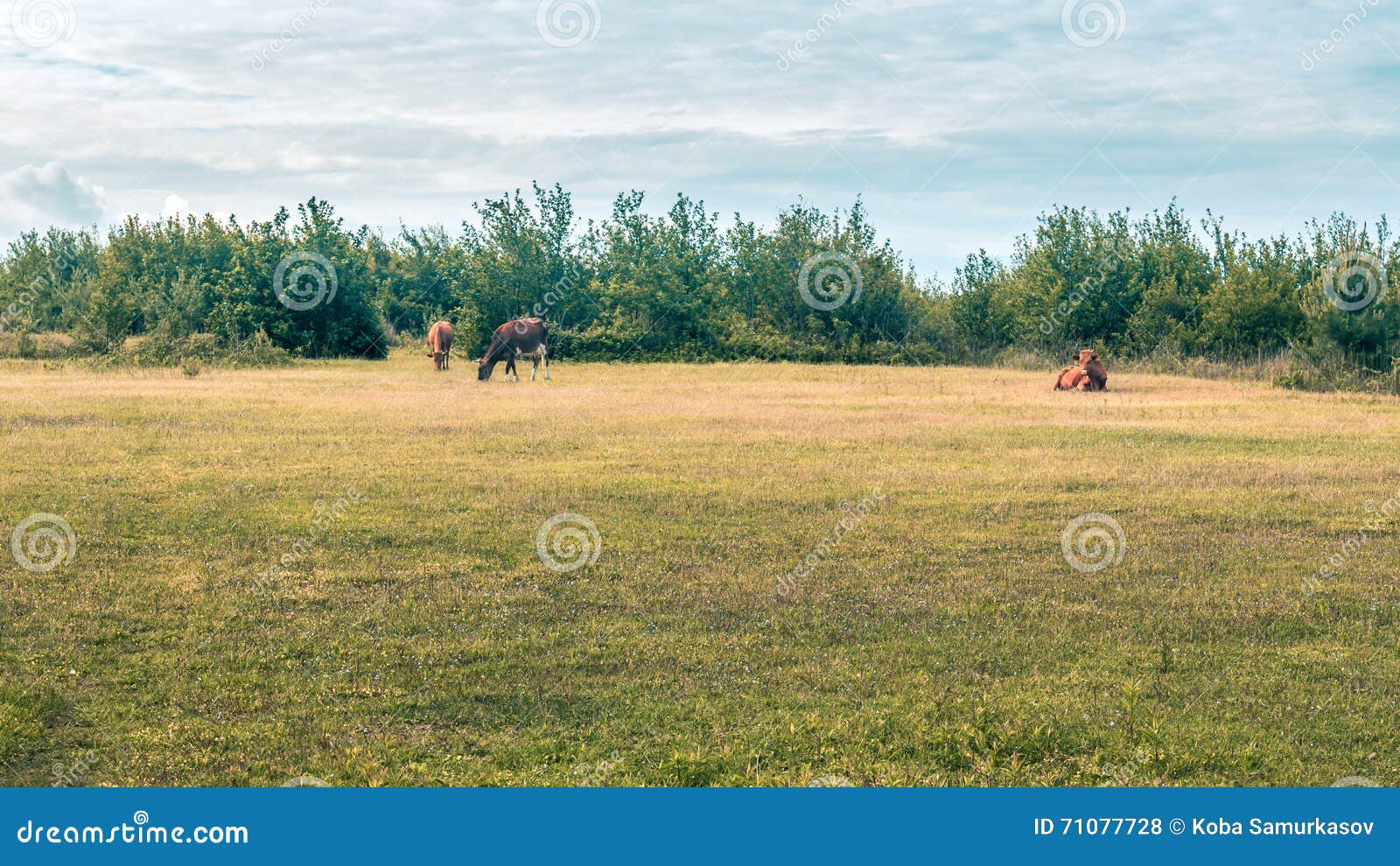 Cows Grazing in Fresh Pastures. Stock Photo - Image of dairy, country ...