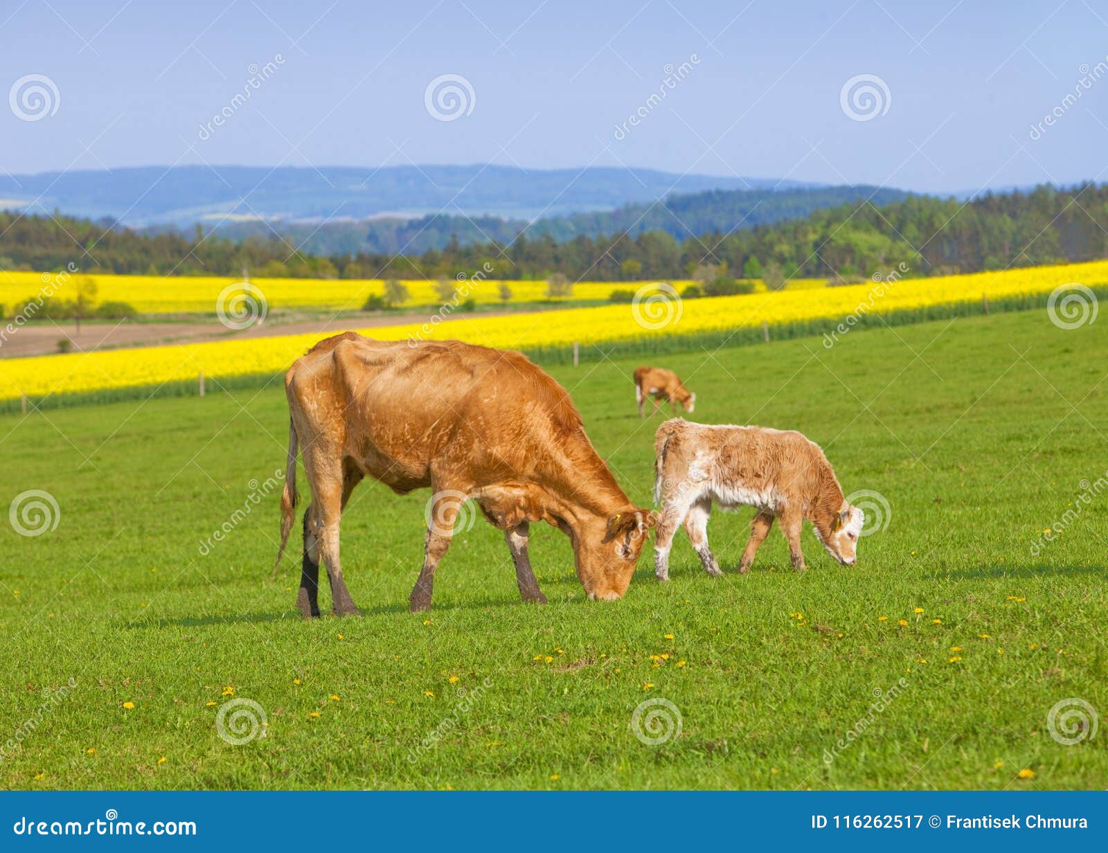 Cows Grazing on Grass Field. Stock Image - Image of cattle, country ...