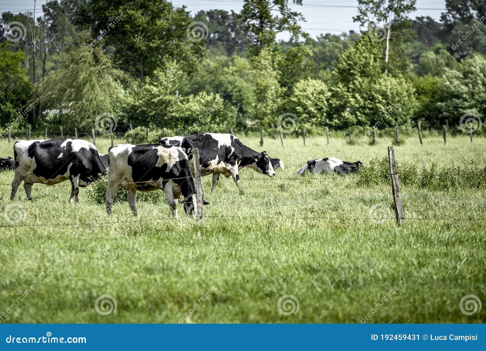 Cows Grazing on the Grass in the Fields Stock Image - Image of ...