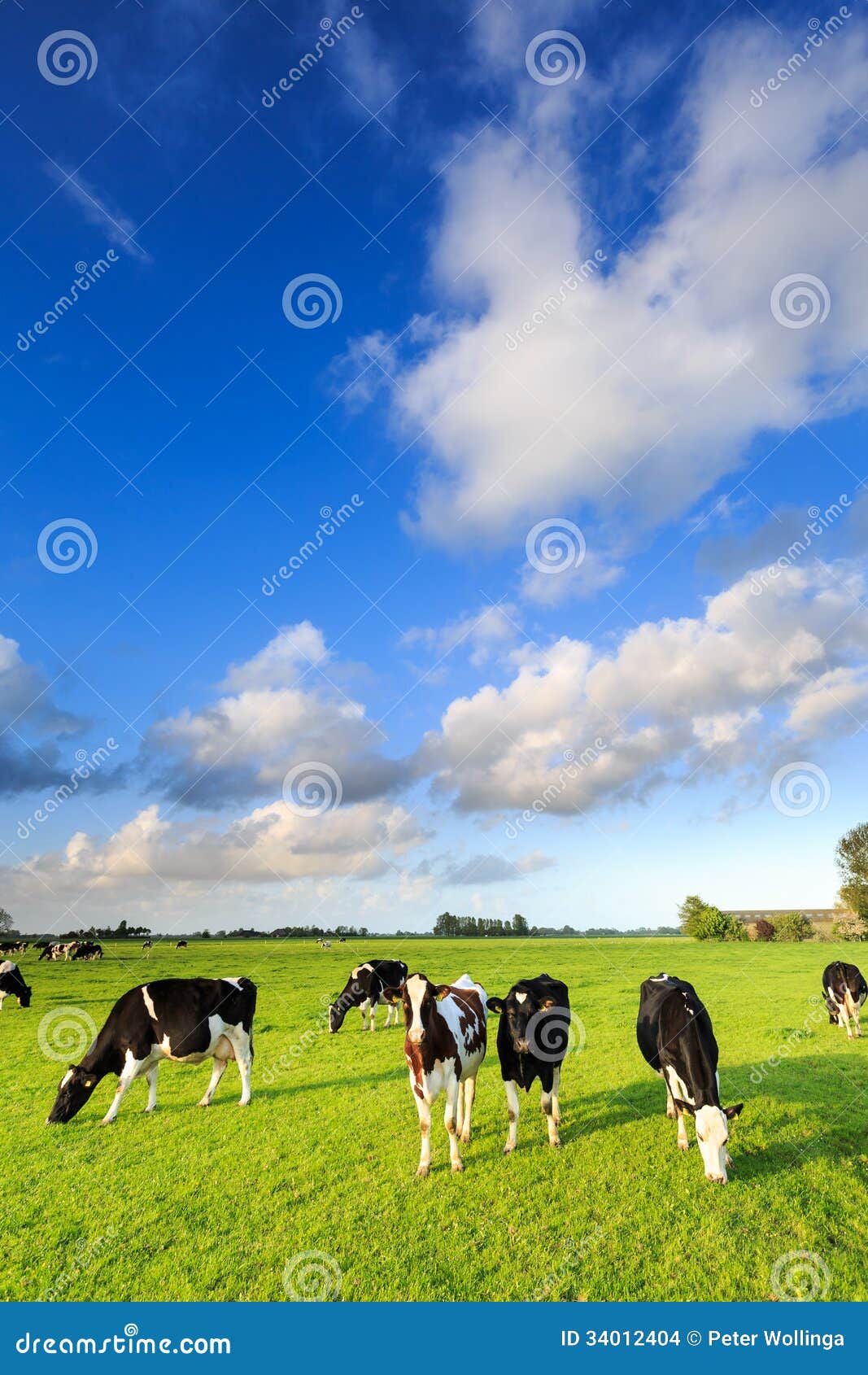 Cows Grazing on a Grassland in a Typical Dutch Landscape Stock Photo ...