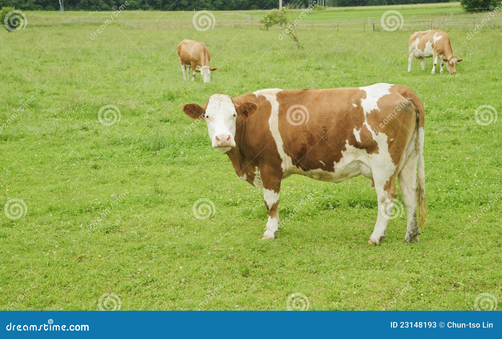 Cows Grazing on Green Farmland Stock Image - Image of farming ...