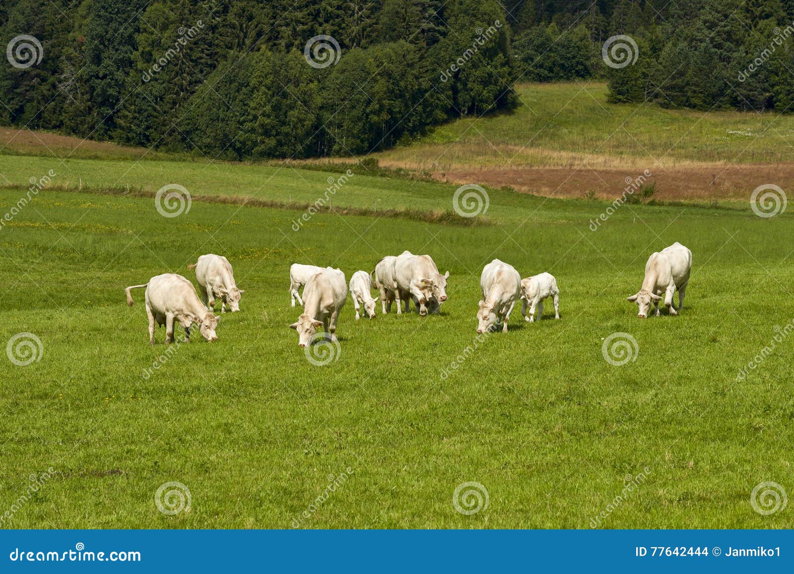 Cows Grazing on a Green Field Stock Photo - Image of mountain ...