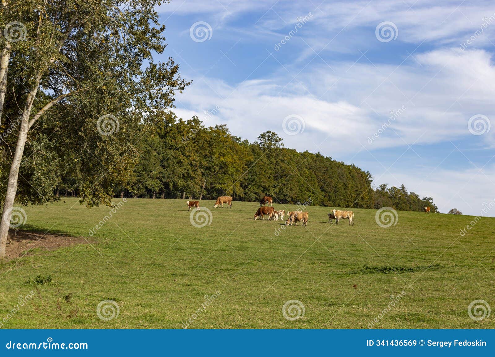 Cows Grazing Green Fields in the European Countryside Stock Image ...