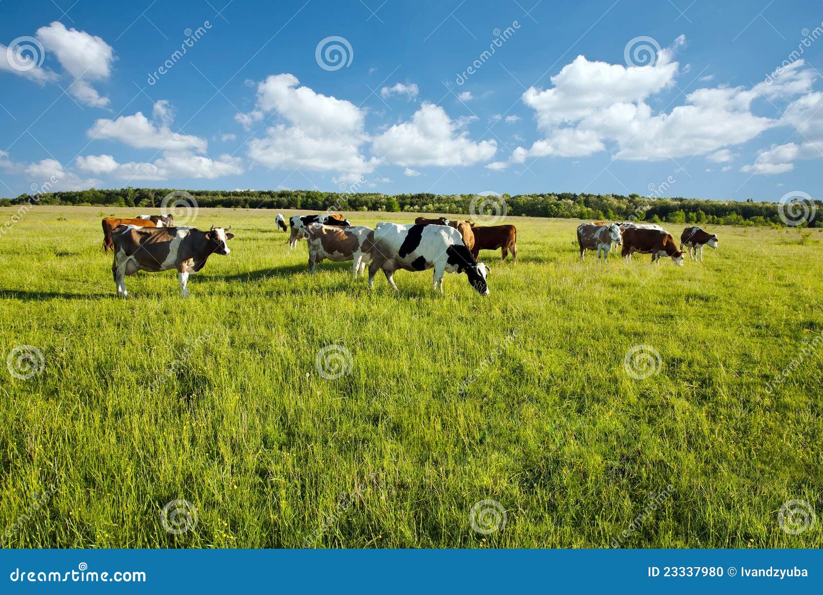 Cows Grazing in Green Meadow Stock Photo - Image of landscape ...