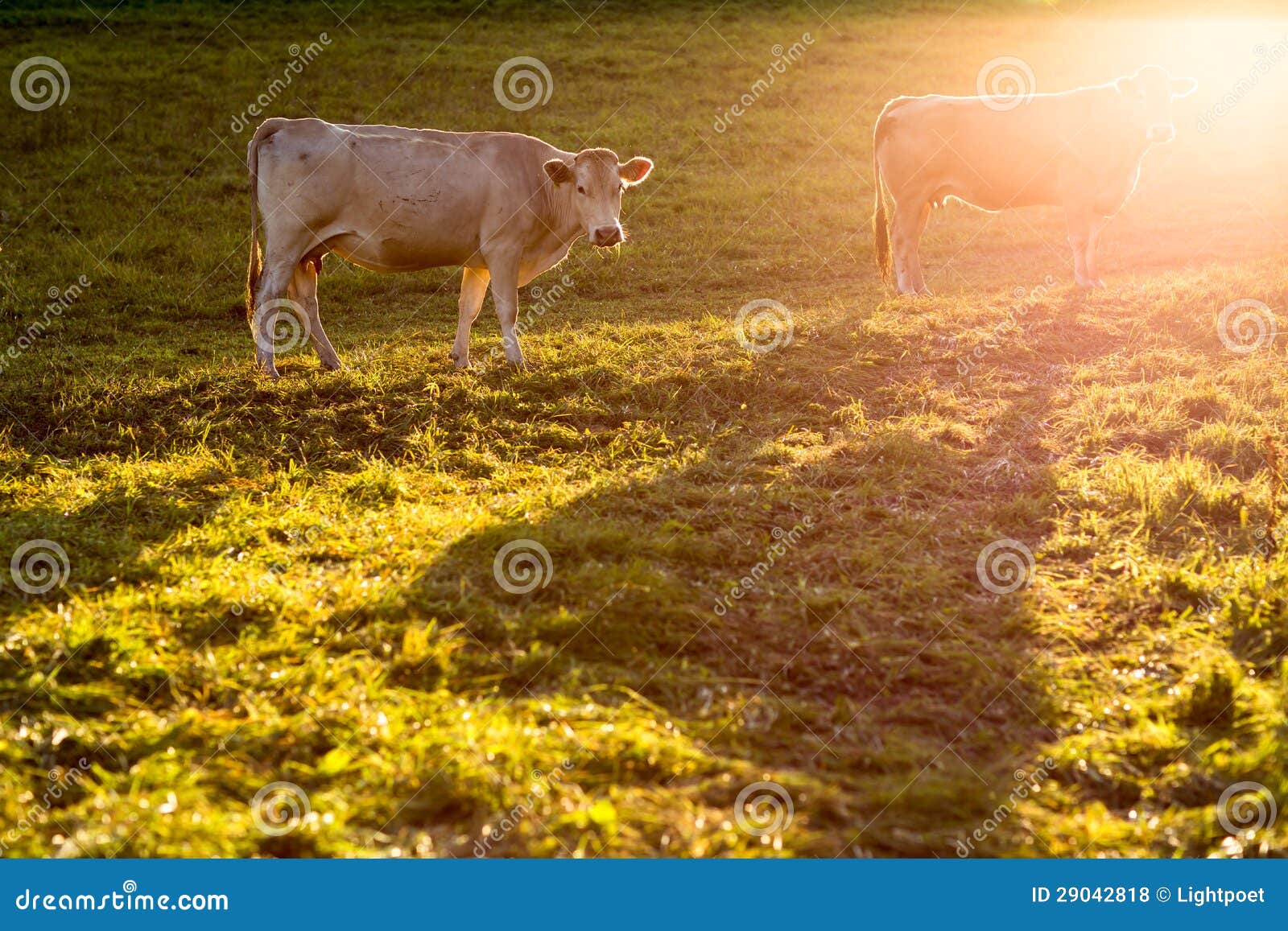 Cows Grazing on a Green Pasture Stock Photo - Image of brown, bell ...