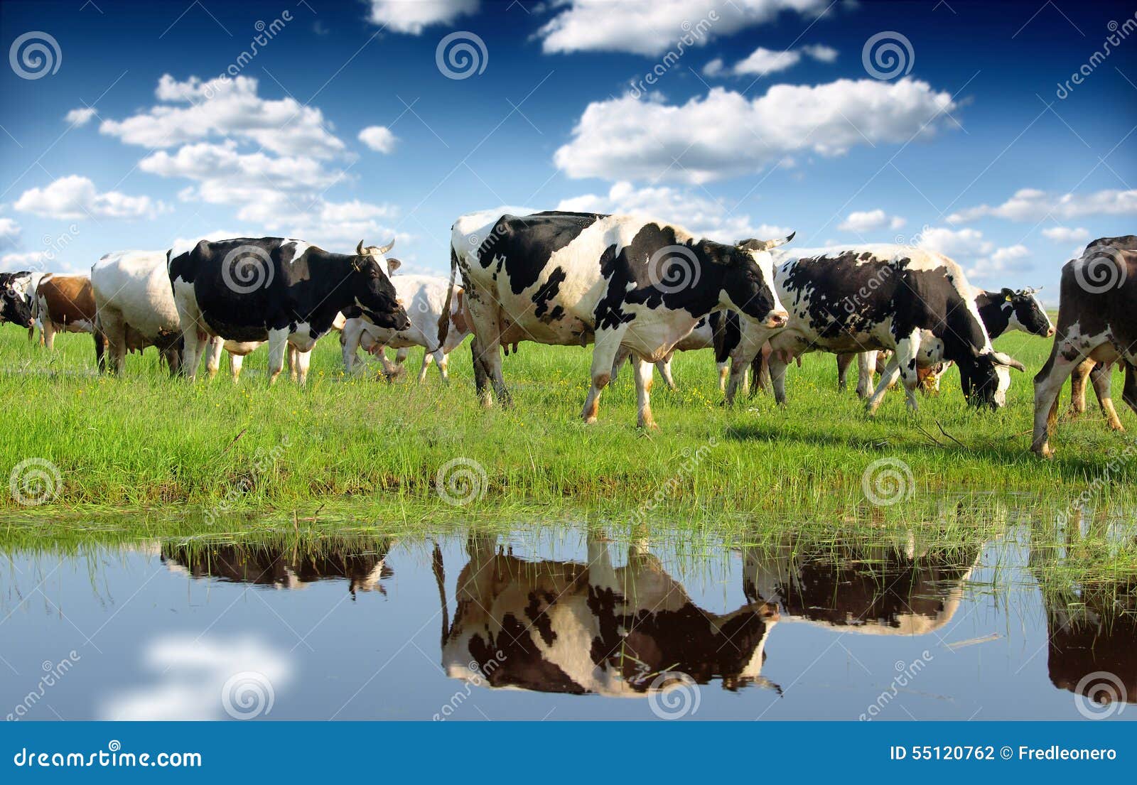 Cows grazing stock photo. Image of field, industry, feeding - 55120762