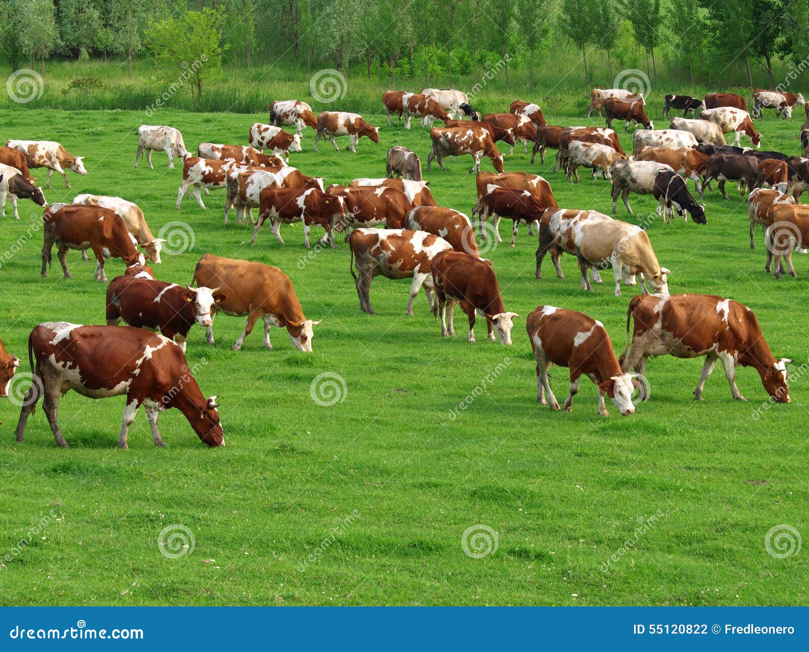 Cows grazing stock photo. Image of breeding, farm, food - 55120822