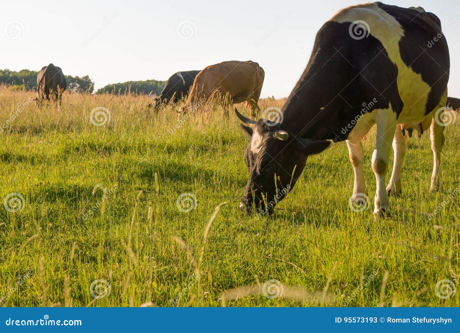 Cows Grazing on a Green Pasture Stock Image - Image of activity, milk ...