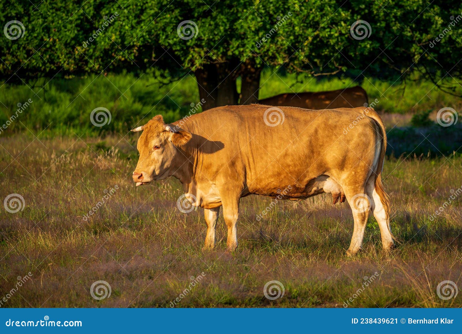 Cows grazing on a heather. stock image. Image of head - 238439621
