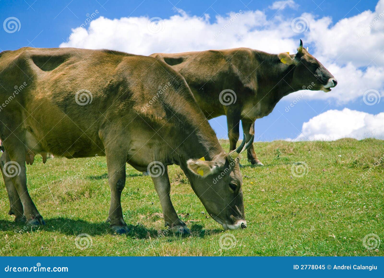 Cows grazing on a hill stock image. Image of bovine, hillside - 2778045