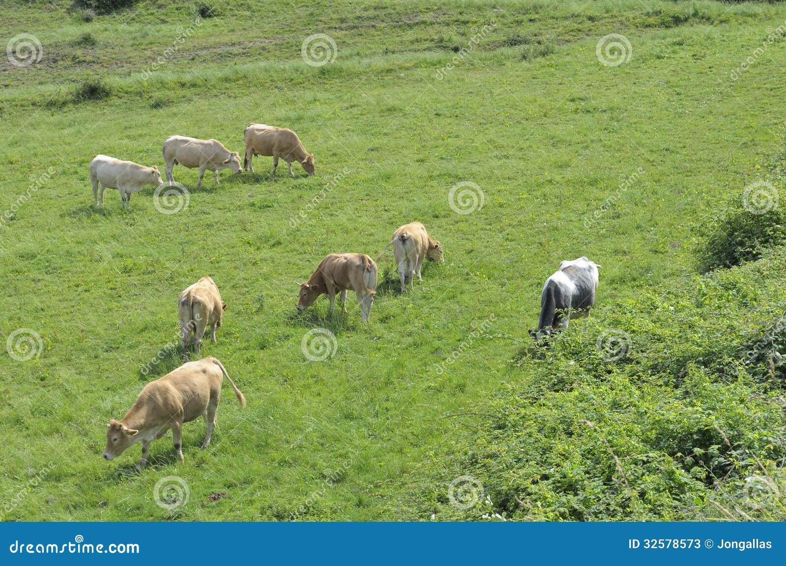 Cows grazing stock image. Image of country, nature, basque - 32578573