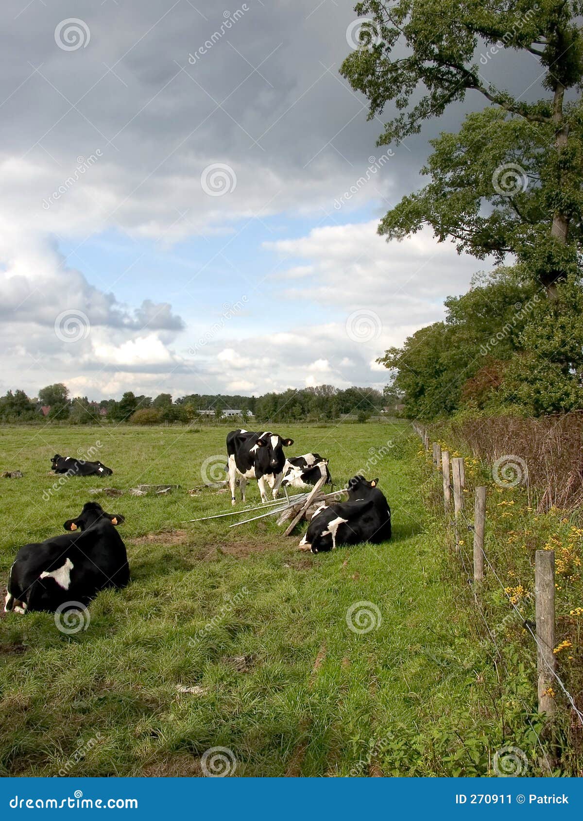 Cows Grazing, Incoming Storm. Stock Image - Image of meadow, farmland ...