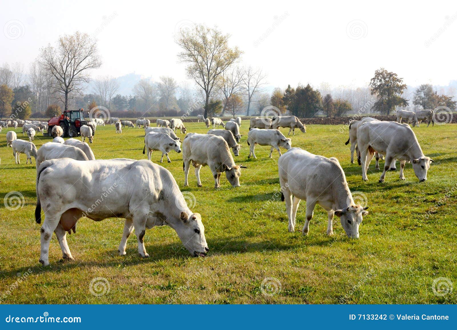 Cows grazing in Italy stock photo. Image of white, ruminant - 7133242