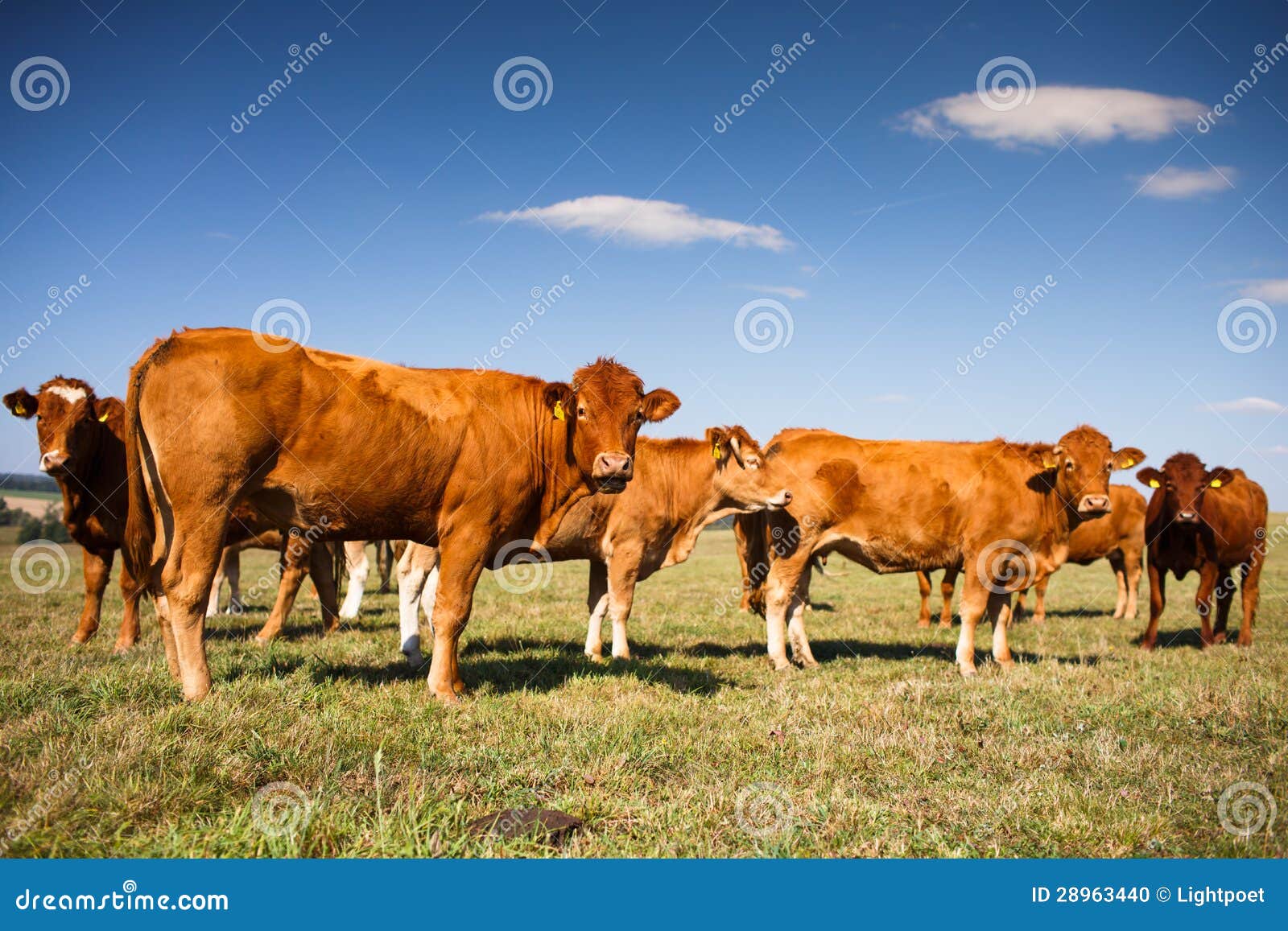 Cows Grazing on a Green Pasture Stock Photo - Image of agriculture ...