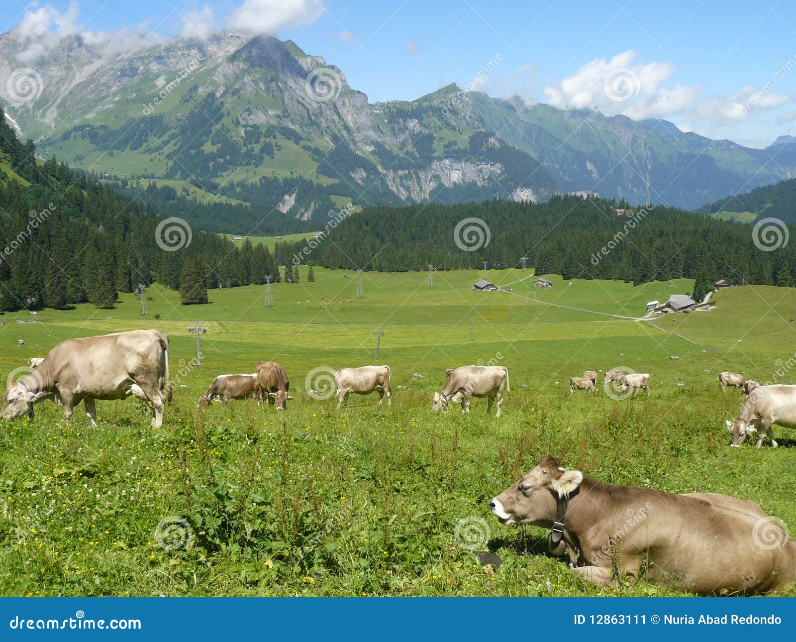 Cows grazing in the meadow stock image. Image of cloud - 12863111