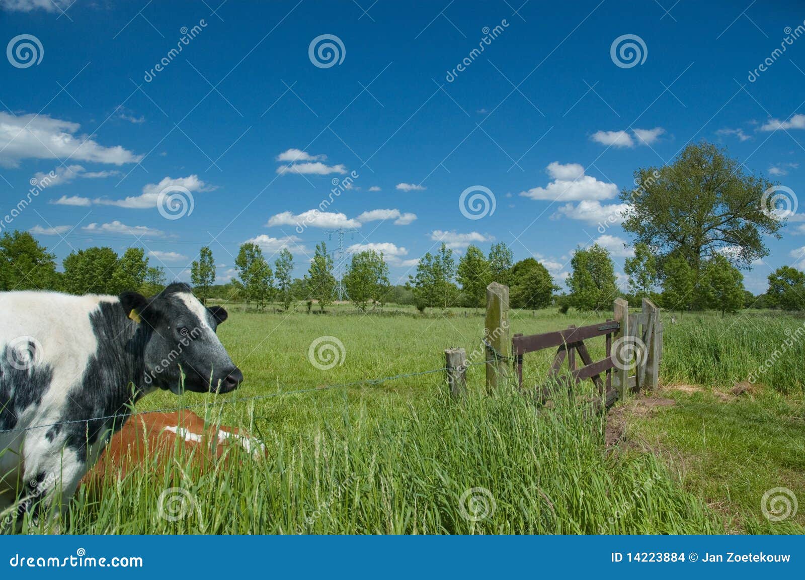 Cows grazing in meadow stock photo. Image of outside - 14223884