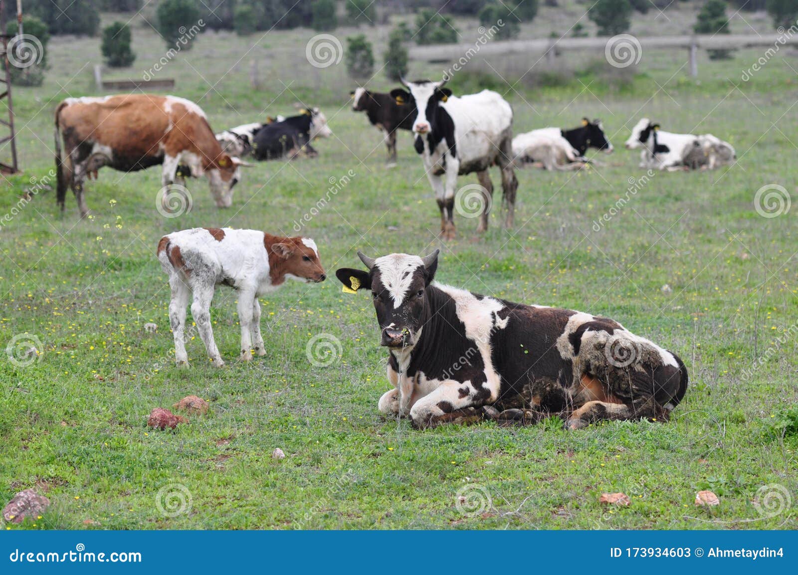 Cows grazing in the meadow stock image. Image of farm - 173934603