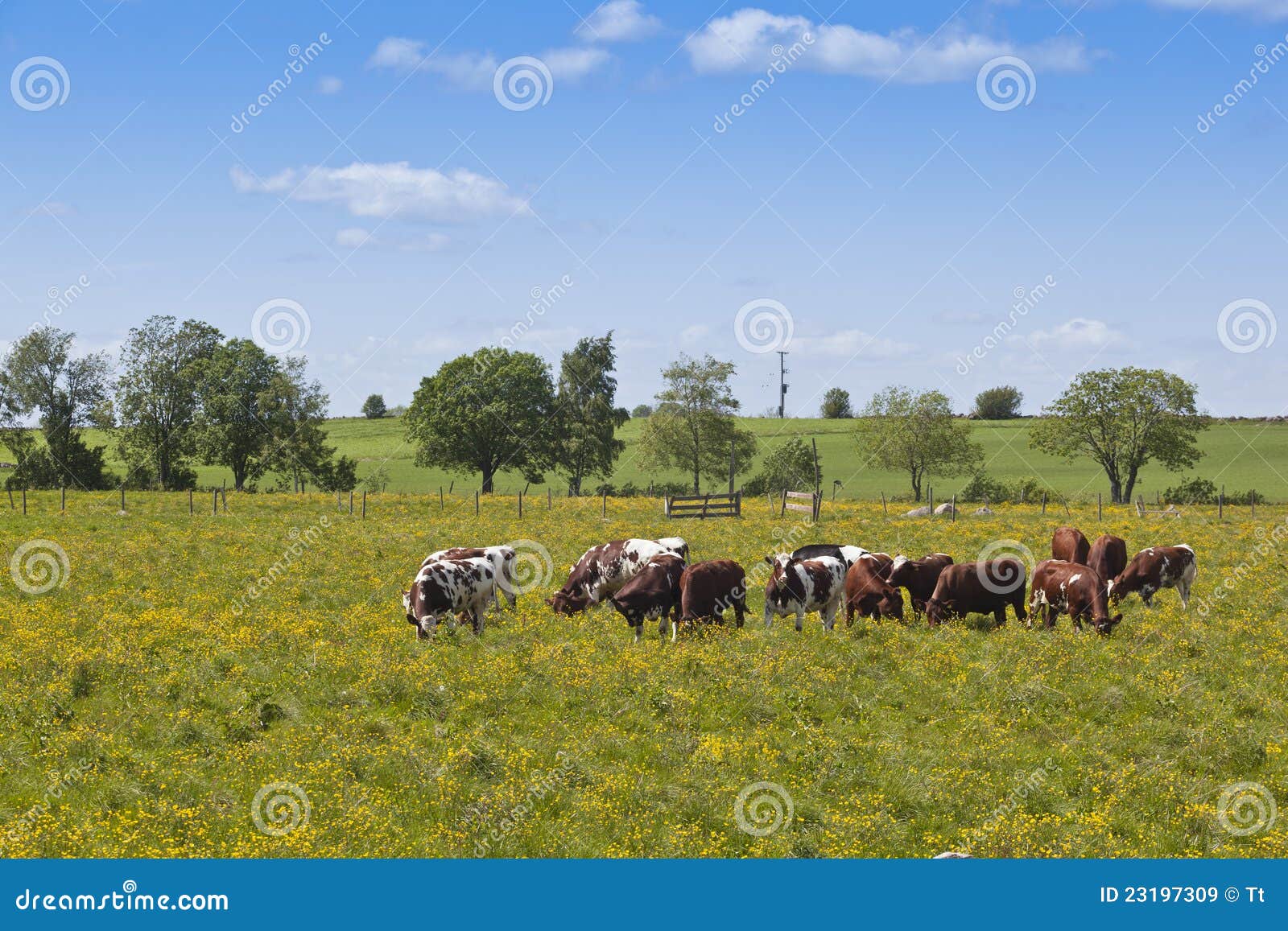 Cows grazing in a meadow stock image. Image of farming - 23197309