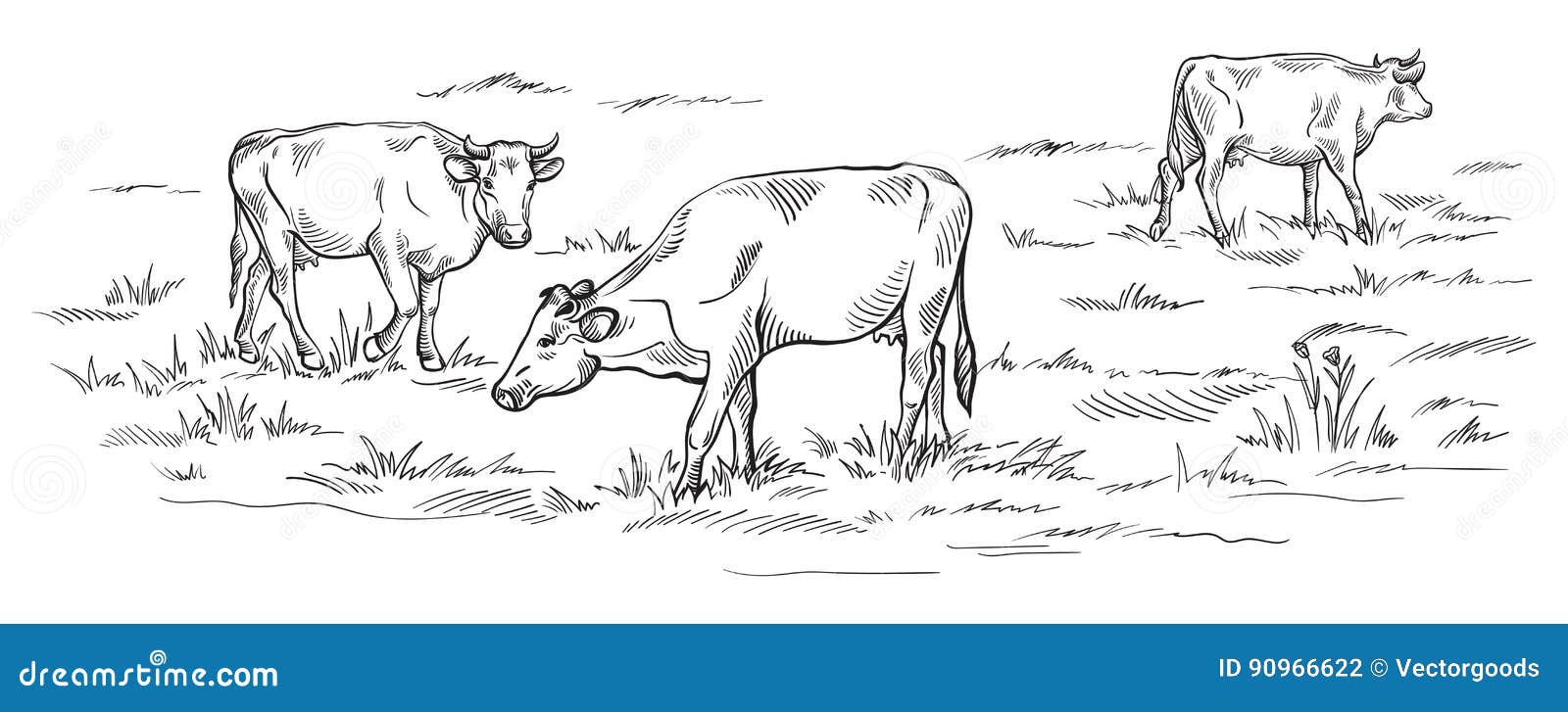 Cows Grazing on Meadow. Hand Drawn Illustration. Stock Vector ...
