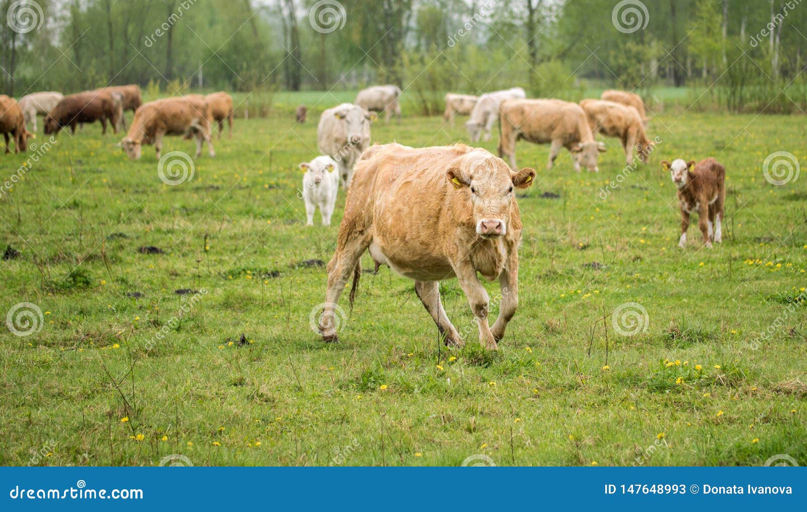 Cows Grazing in a Meadow on a Spring Rainy Day Stock Image - Image of ...