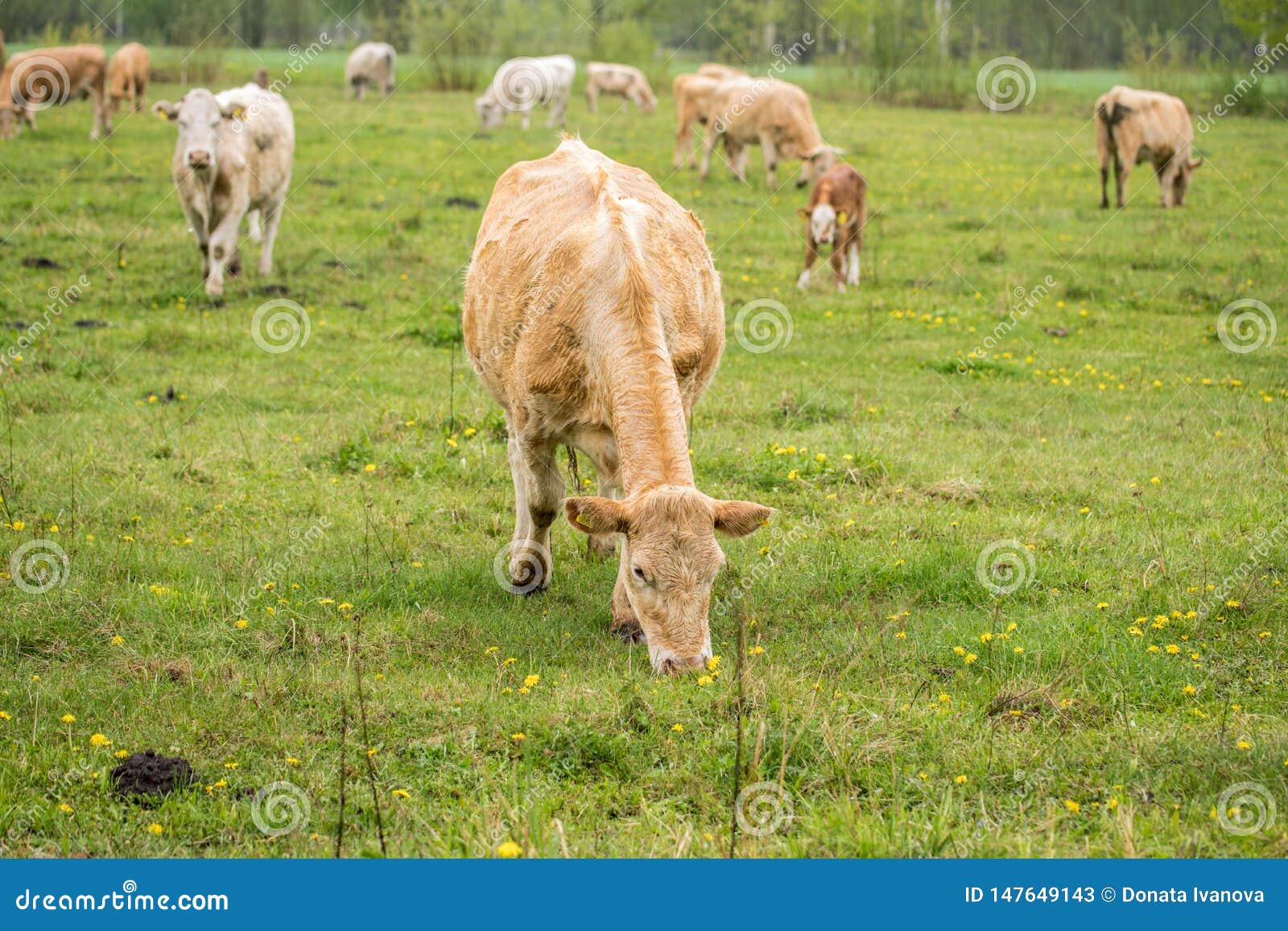 Cows Grazing in a Meadow on a Spring Rainy Day Stock Image - Image of ...