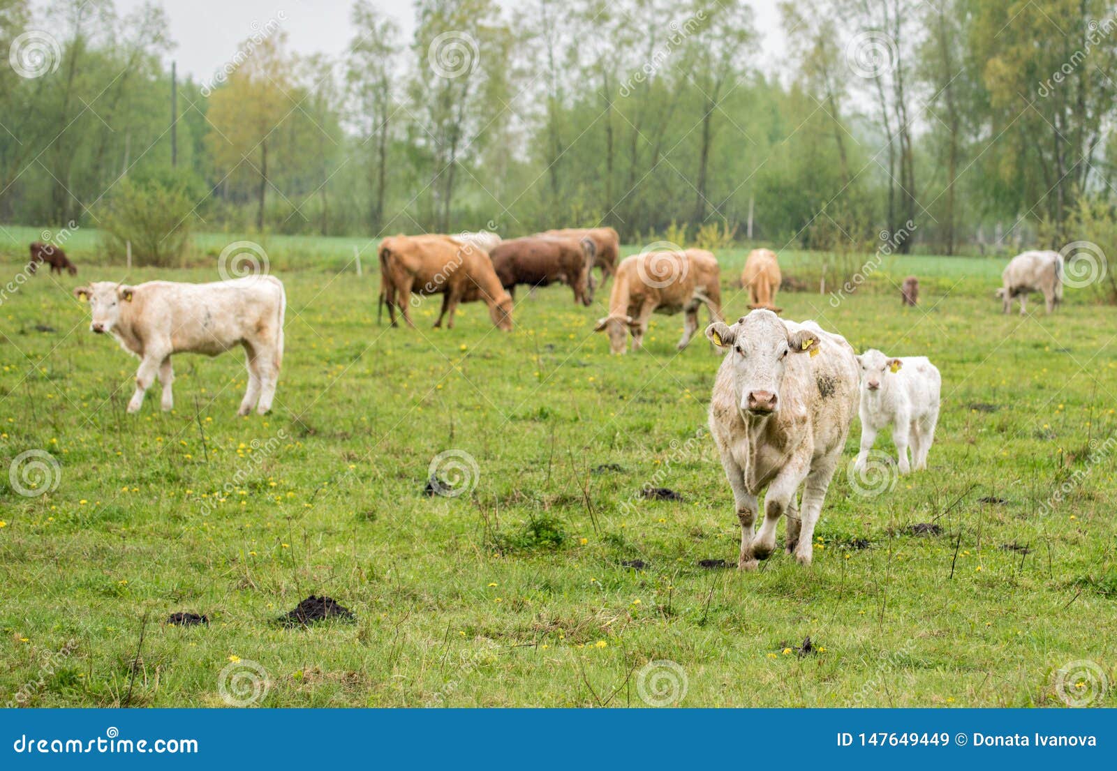 Cows Grazing in a Meadow on a Spring Rainy Day Stock Image - Image of ...